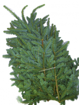 Нобилис (лапник еловый) 1 банч, вес 5 кг купить по цене 2.000,00 руб. с ...